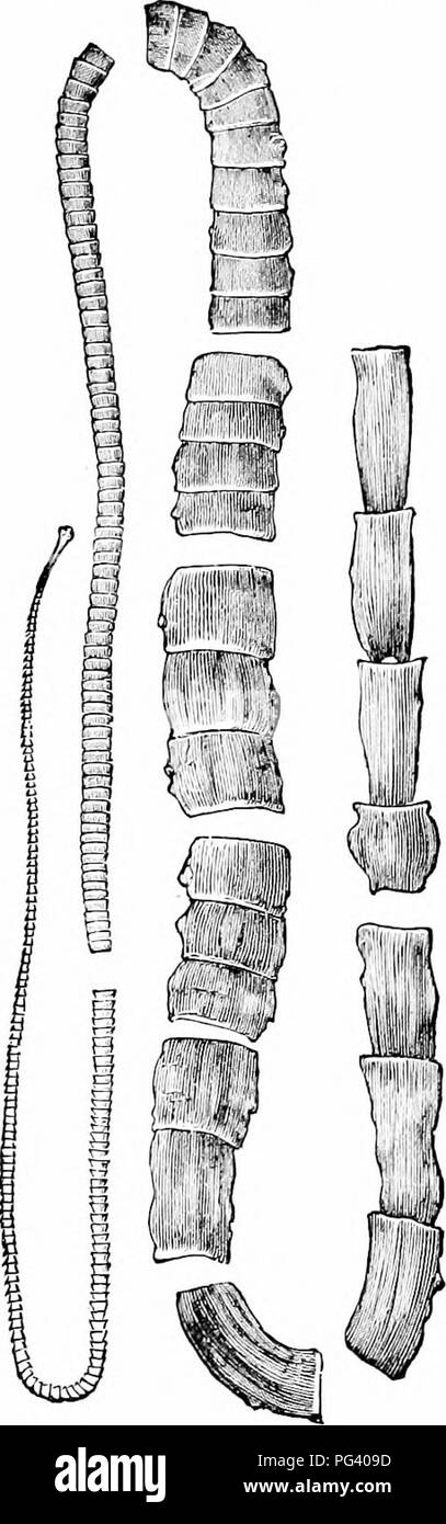 Zoological medicine Black and White Stock Photos & Images - Alamy