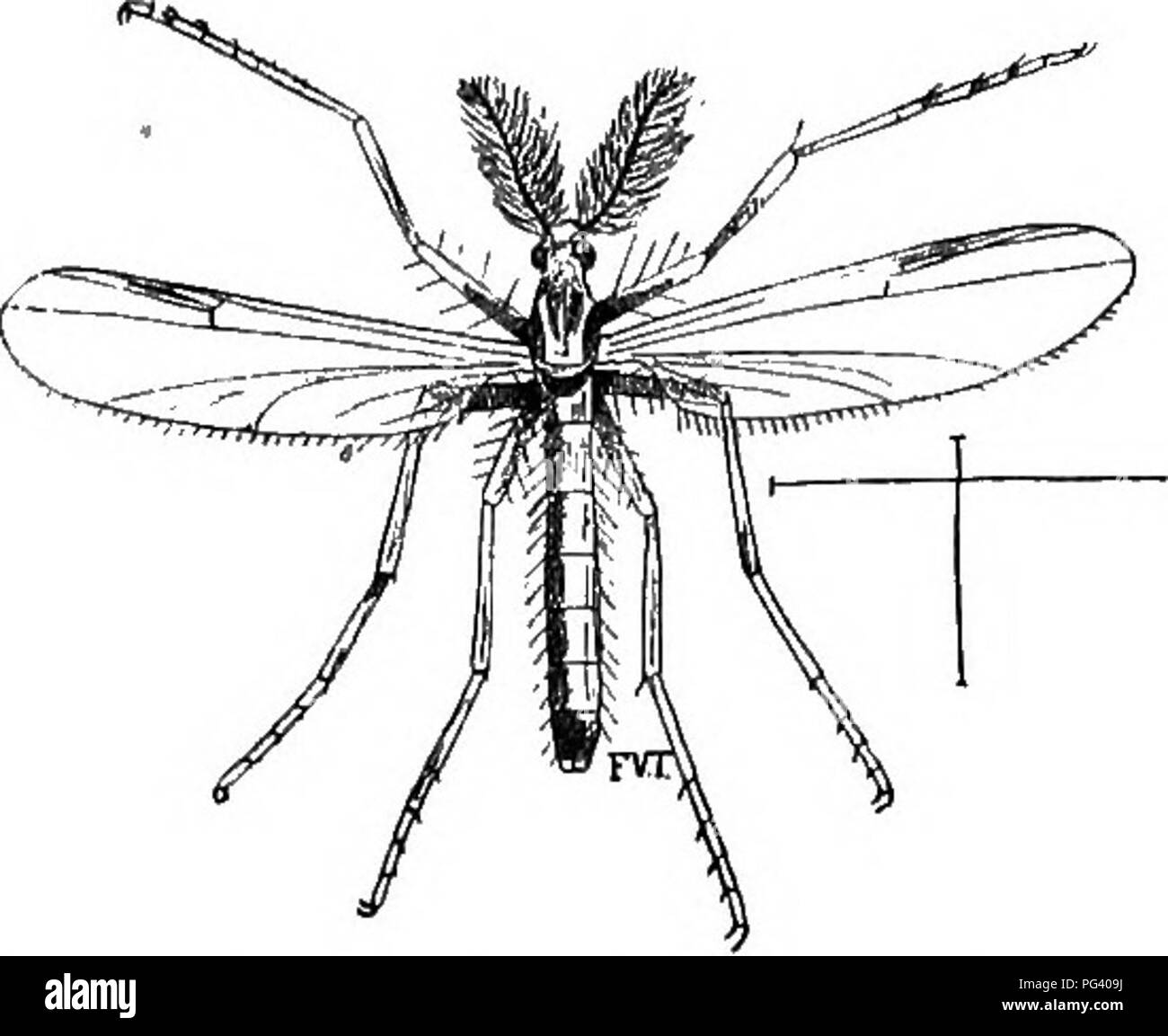 Warble flies hi-res stock photography and images - Alamy