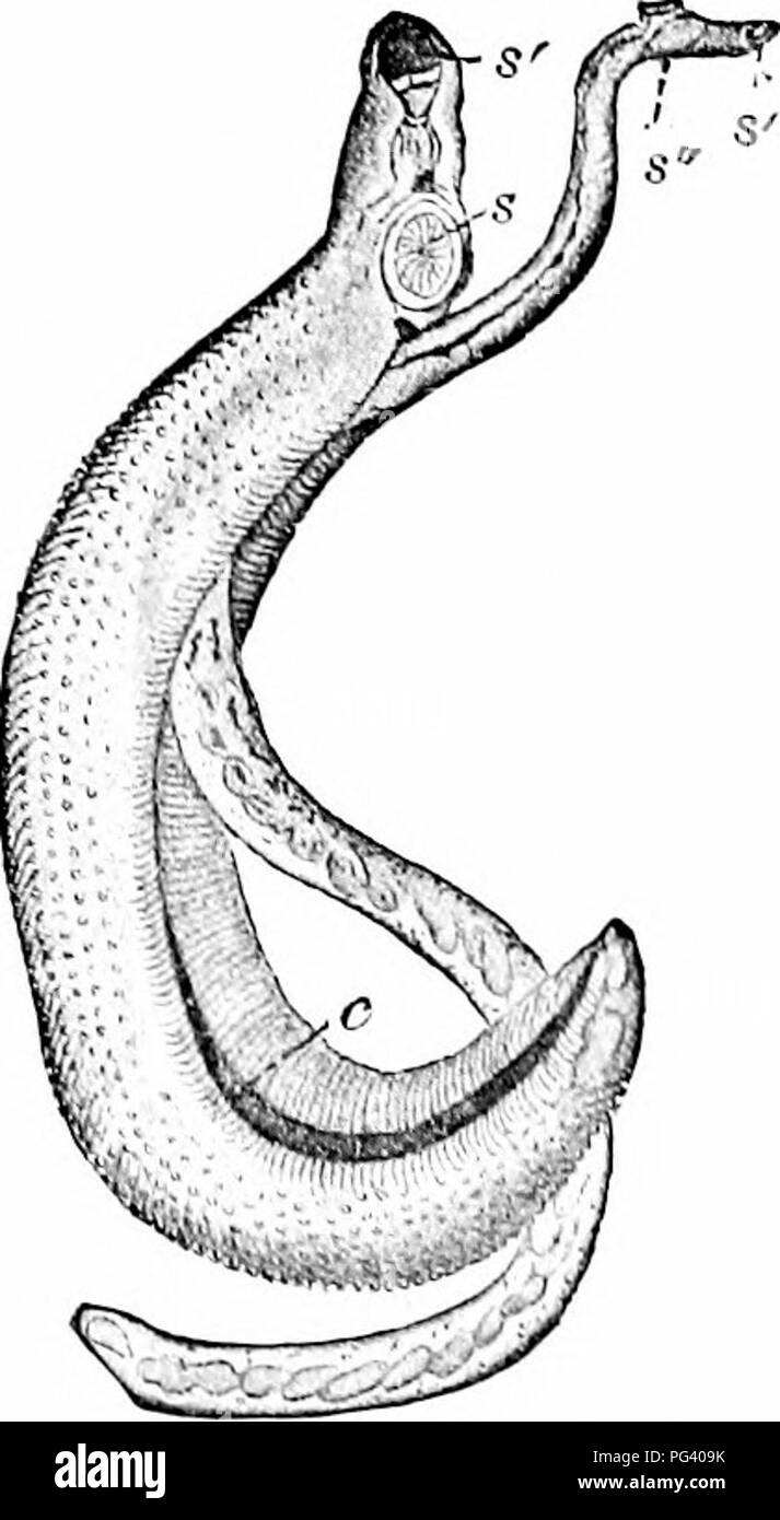 Digenea hi-res stock photography and images - Alamy