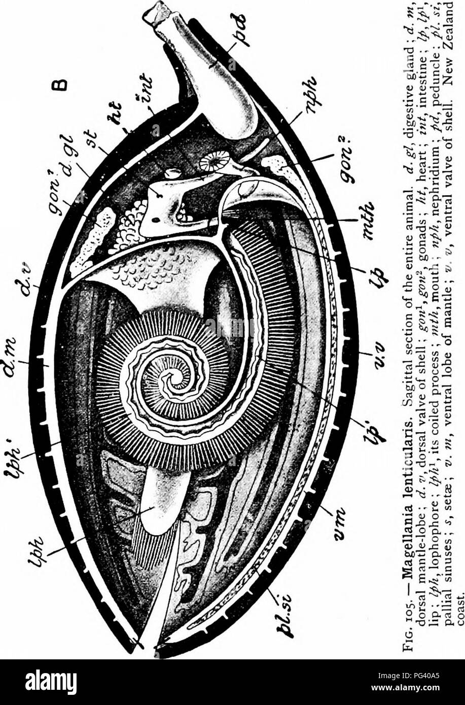 Various anatomical structures of marine organisms Black and White Stock ...