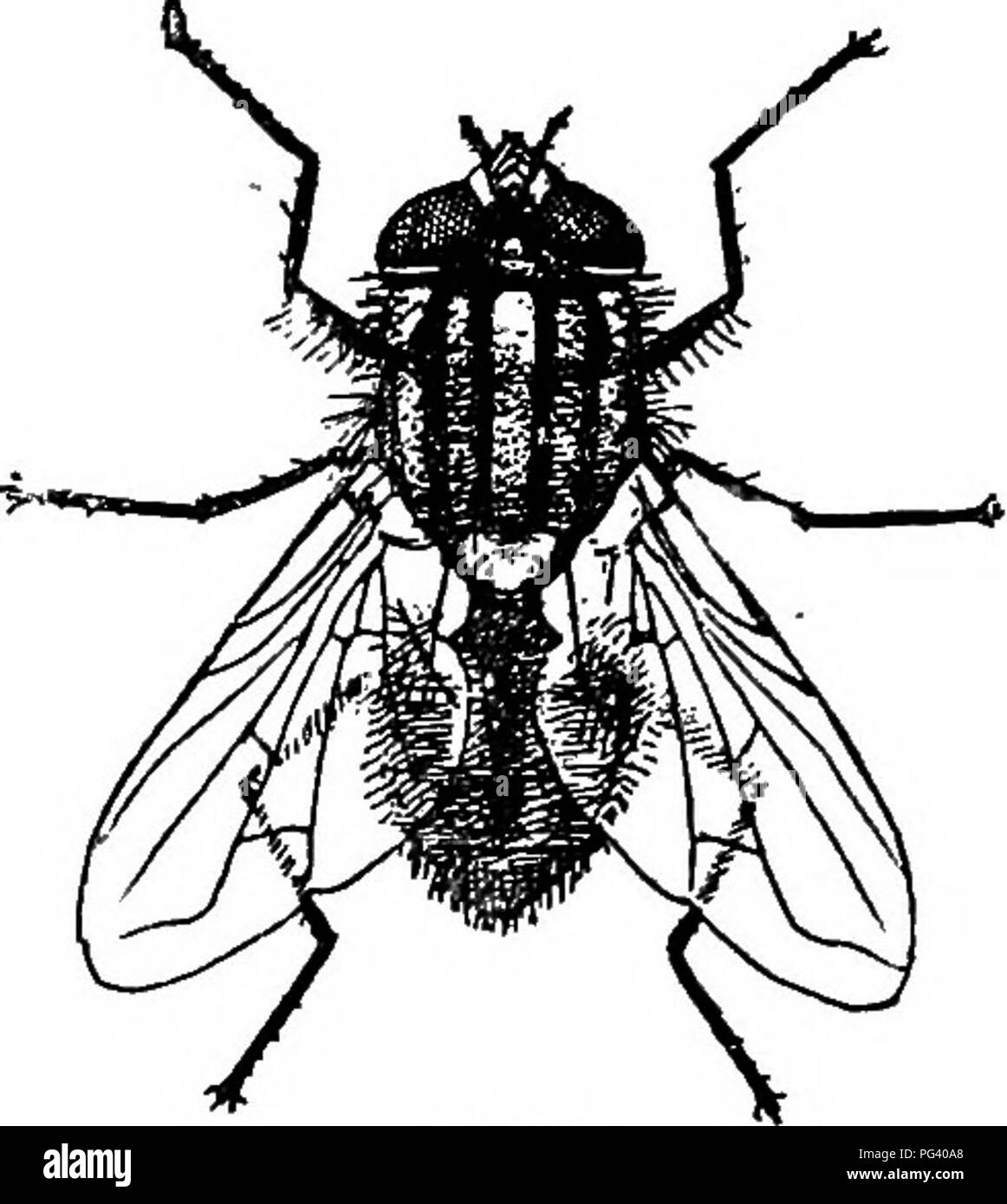 Life cycle house fly Cut Out Stock Images & Pictures - Alamy