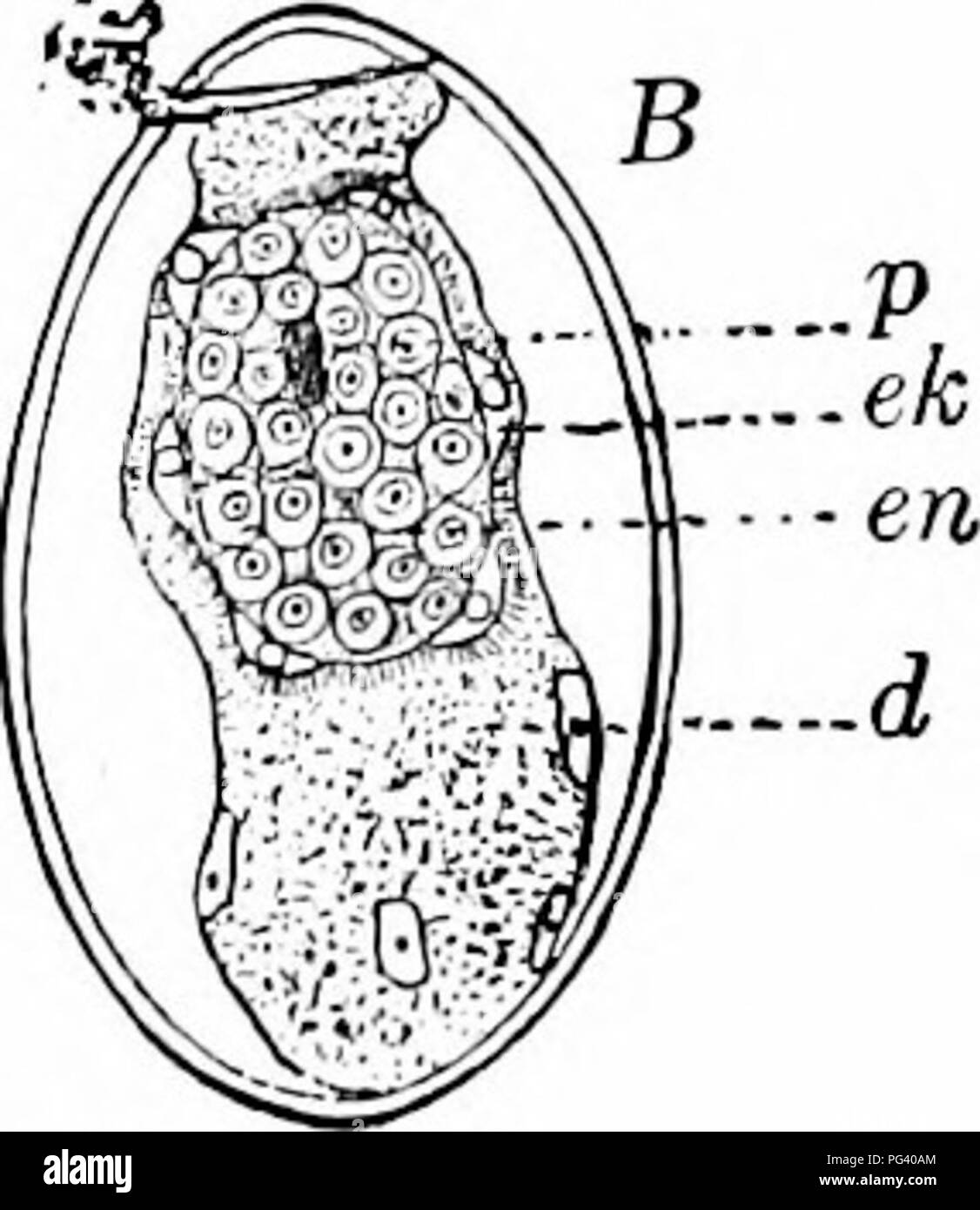 Cercaria hi-res stock photography and images - Alamy