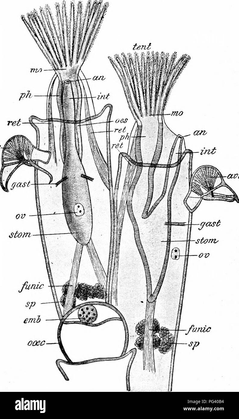 Detailed diagrams of structures Black and White Stock Photos & Images ...