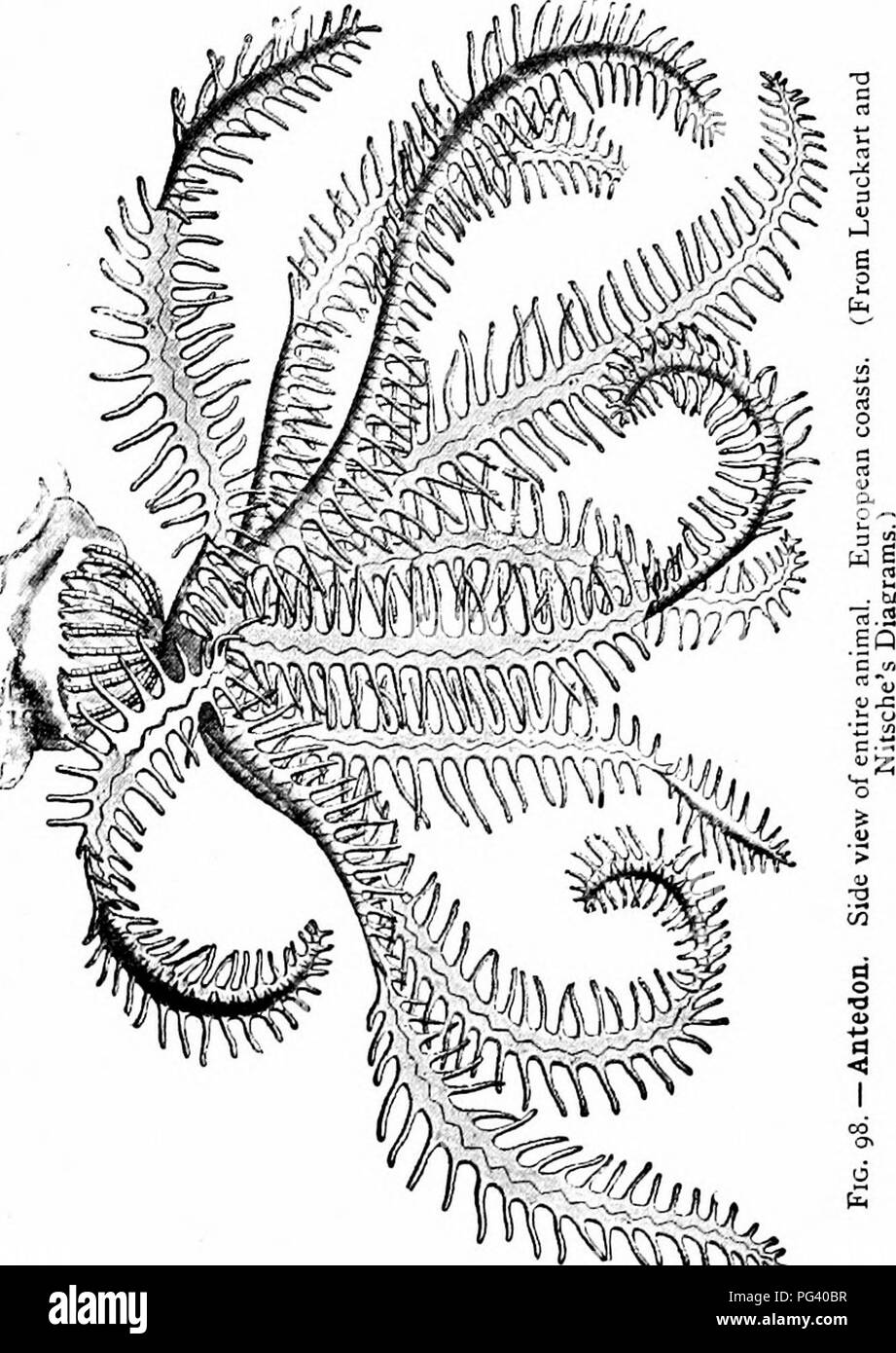 This zoology manual focuses on the echinoderms, a group of marine ...