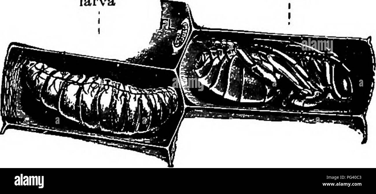 Gummy soldiers hi-res stock photography and images - Alamy