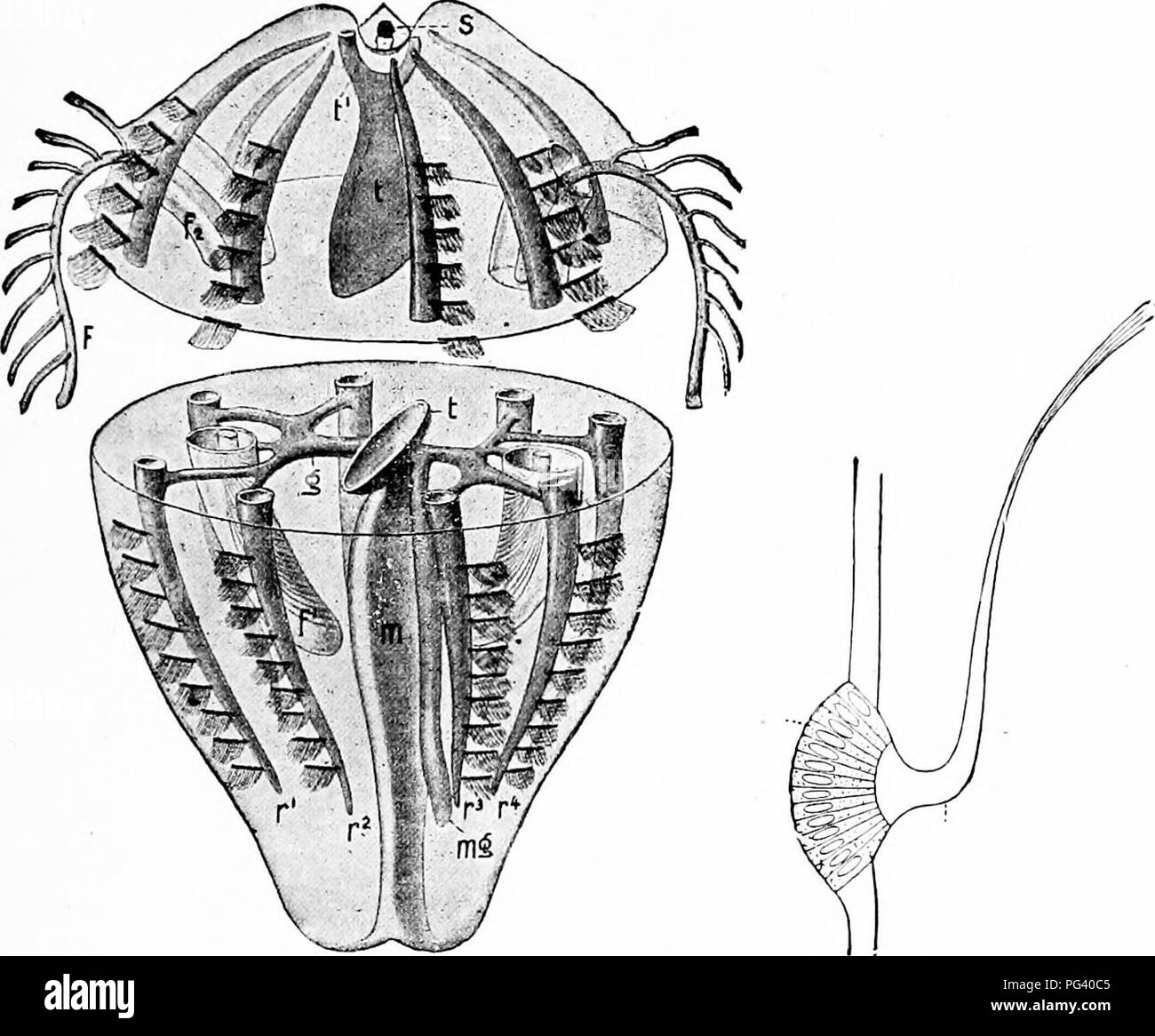 This zoology manual provides detailed descriptions and diagrams of ...