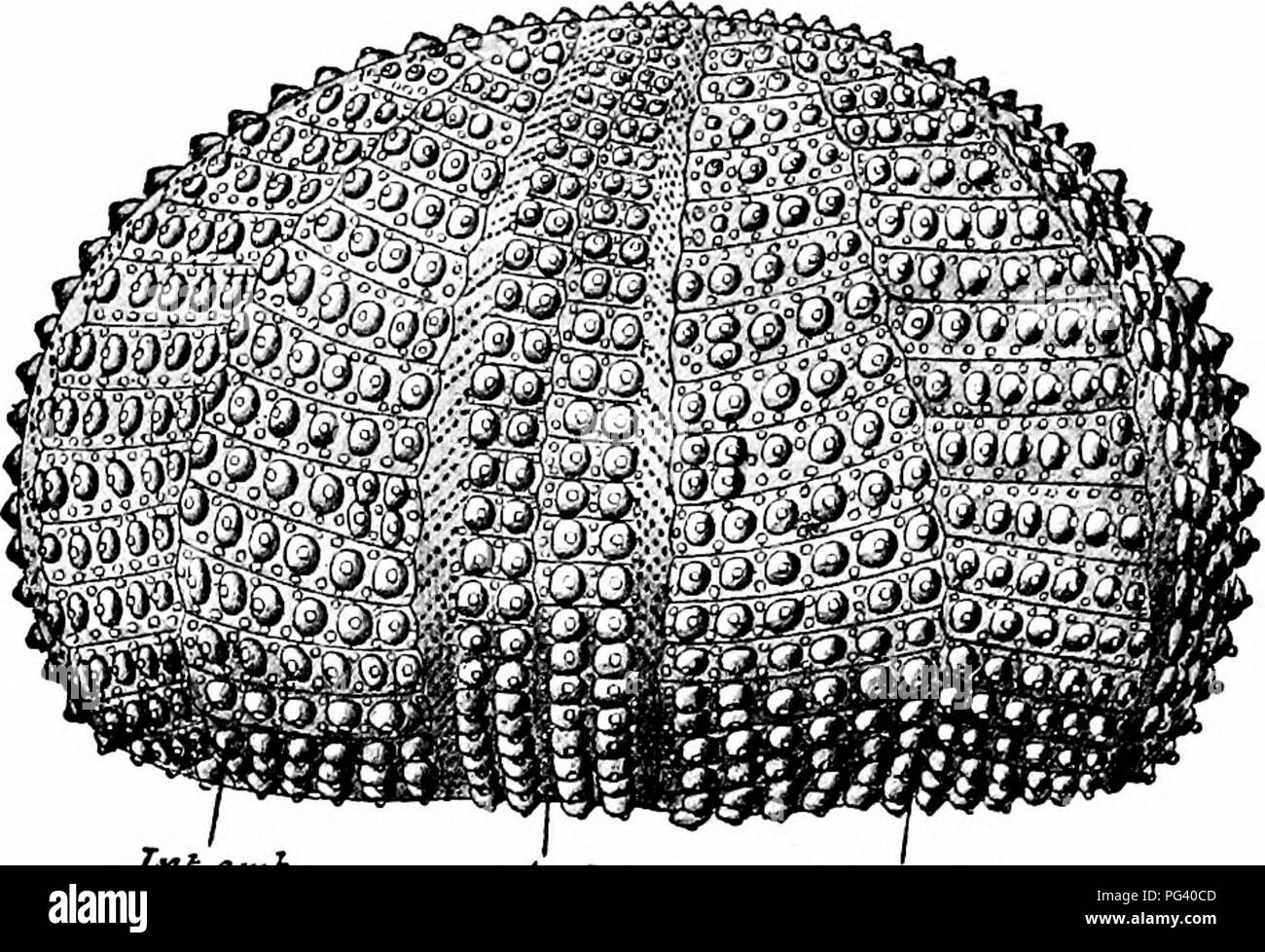 Aboral Black and White Stock Photos & Images - Alamy