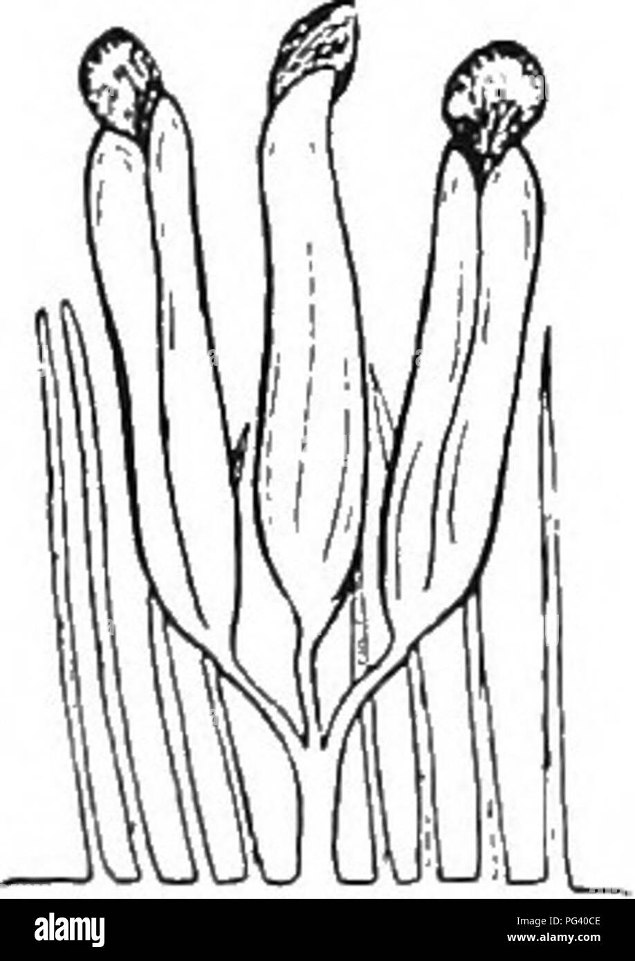 This botanical illustration focuses on angiosperms, specifically ...