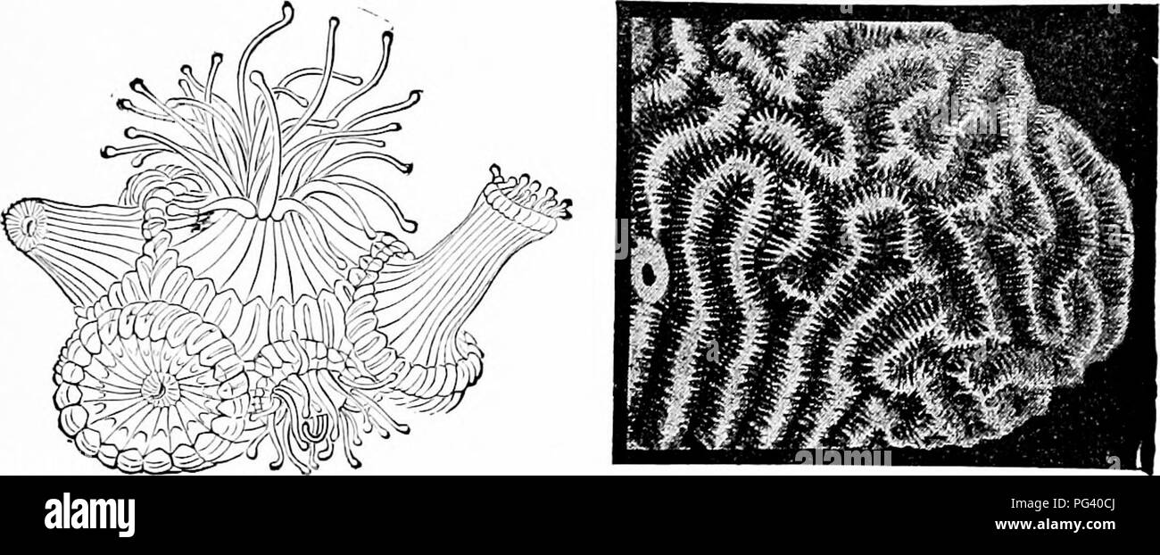 The manual discusses the anatomy and taxonomy of Anthozoa, specifically ...