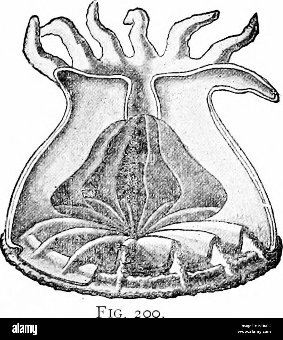 This image is a diagrammatic section showing the anatomy of a ...
