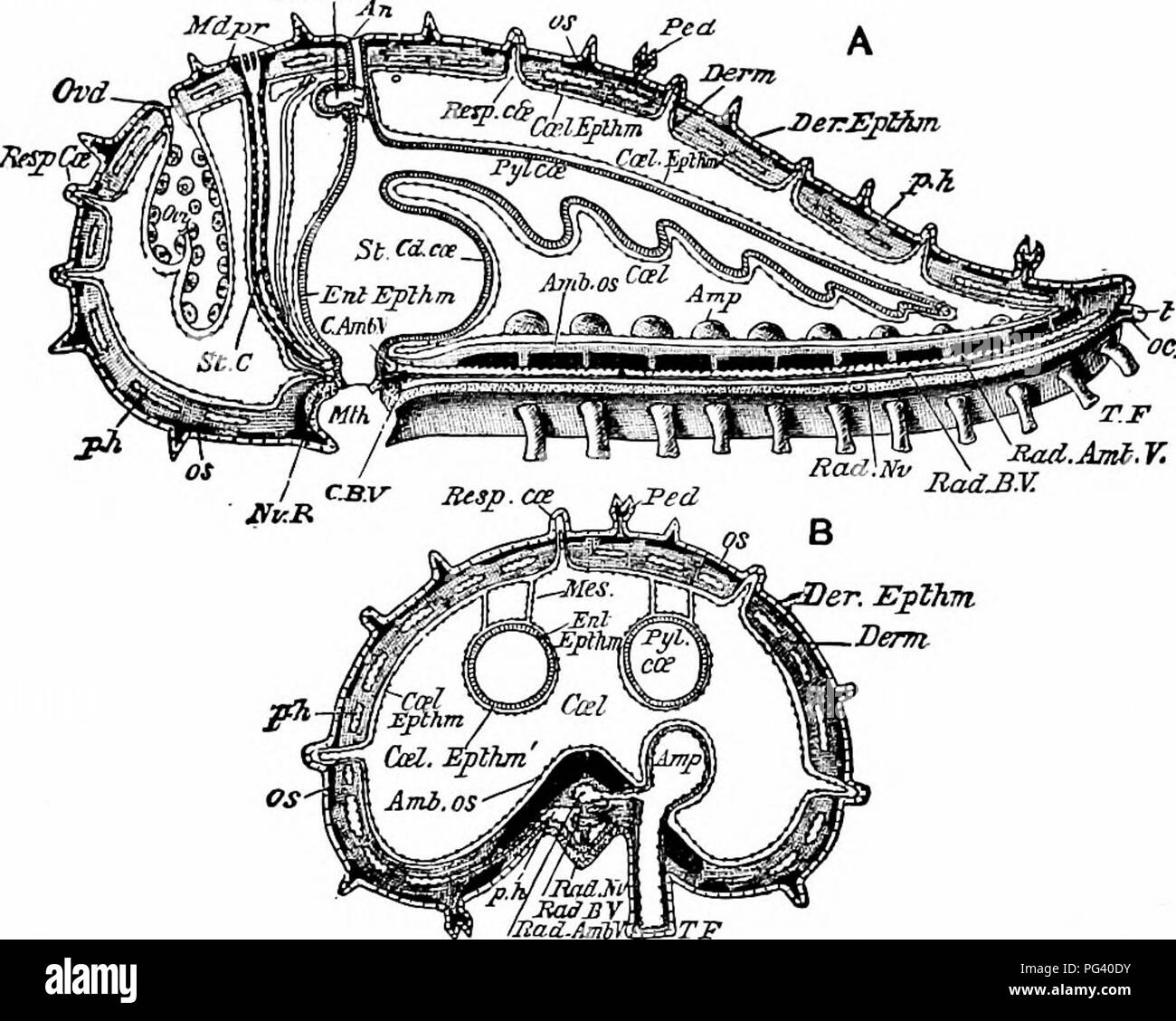 Starfish feet Black and White Stock Photos & Images - Alamy
