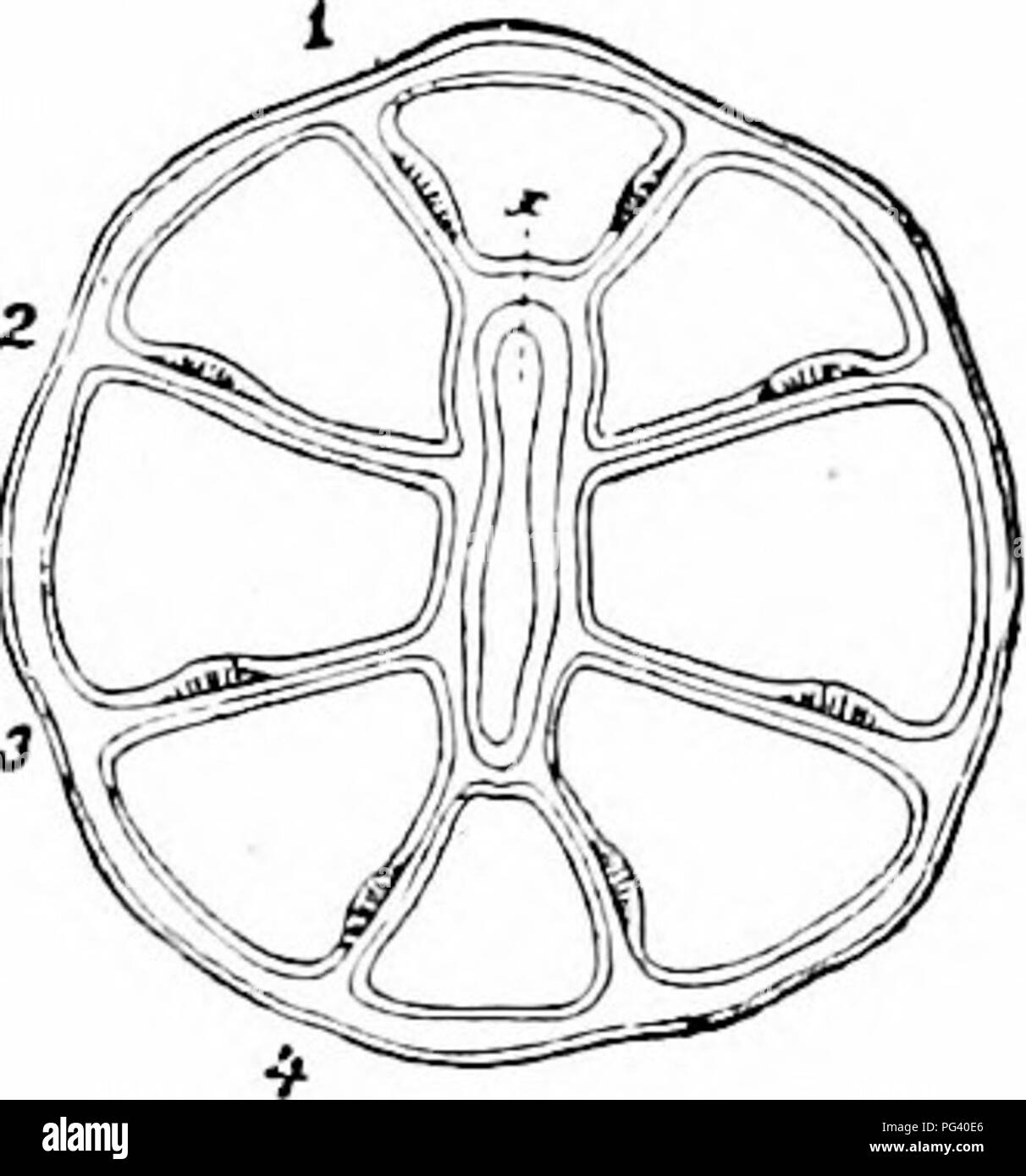 . A manual of zoology. Zoology. B Fig. 194. Fig. 195. Fig. 194 ...