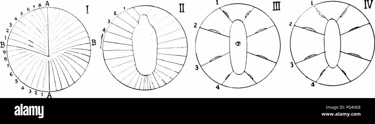 A zoological manual detailing animal classification, anatomy, and ...