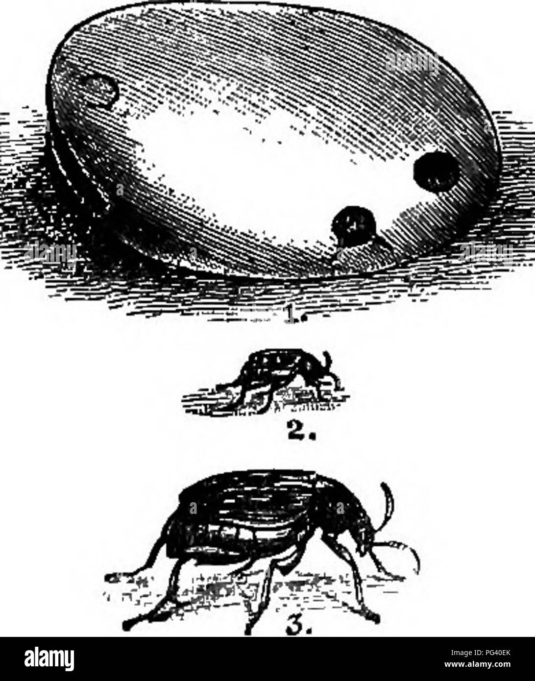 Bean beetles hi-res stock photography and images - Alamy
