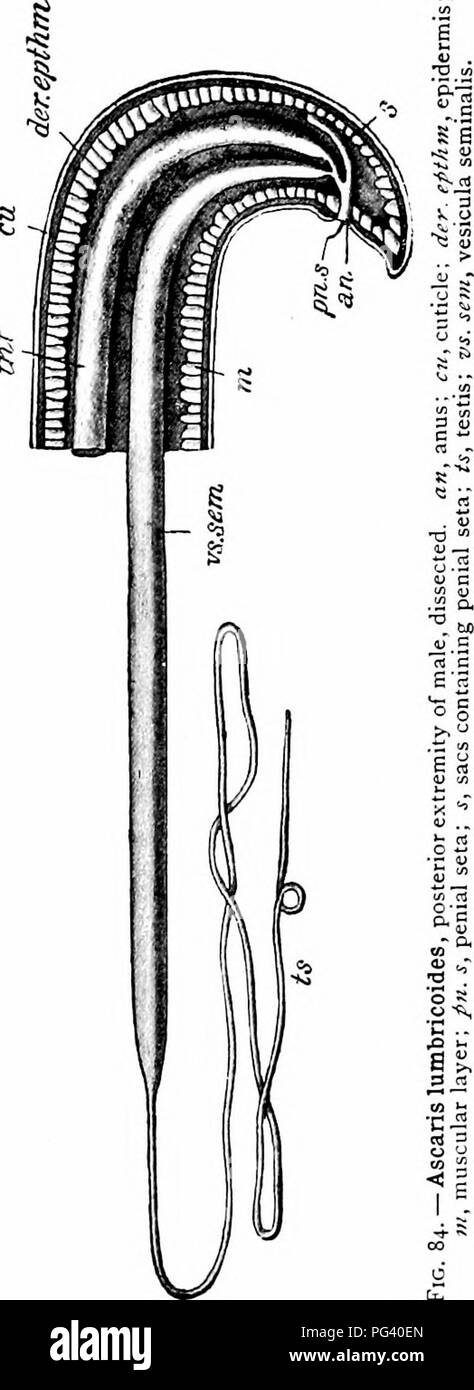 Vesicula seminalis hi-res stock photography and images - Alamy