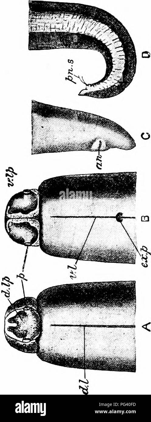 Gonopore hi-res stock photography and images - Alamy