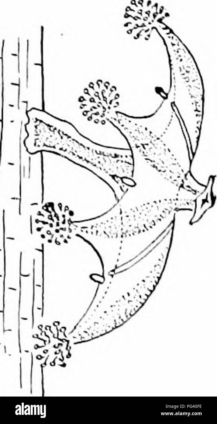 . A manual of zoology. Zoology. 224 Ca-LEXTERATA Order II ...