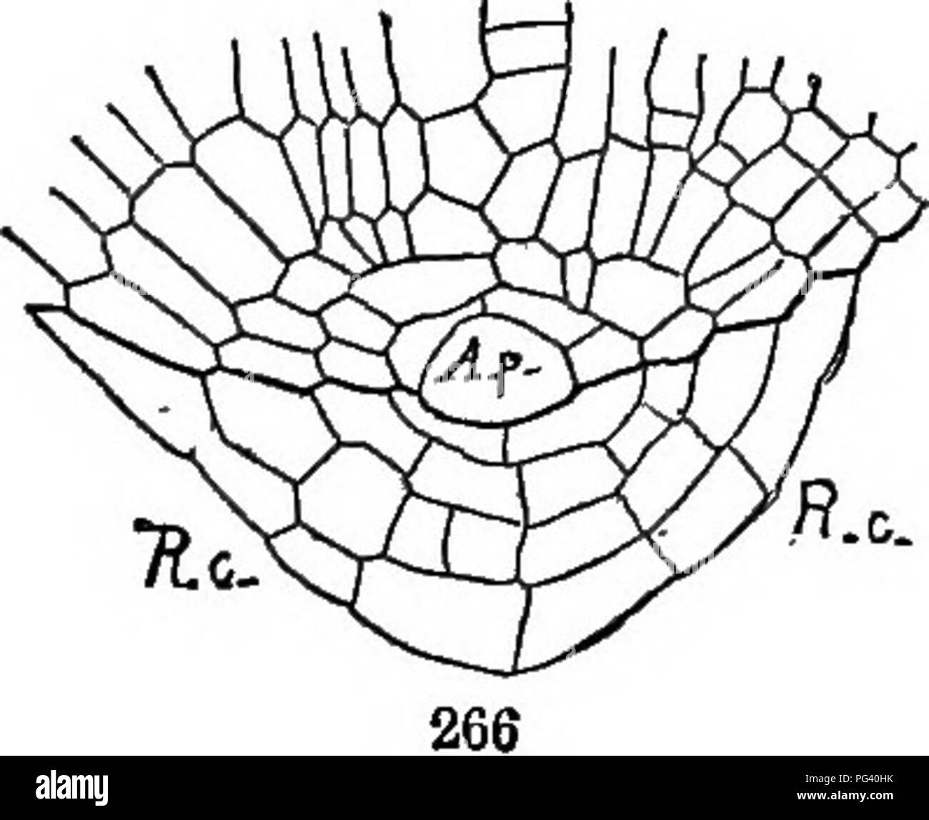 Angular stems Black and White Stock Photos & Images - Alamy