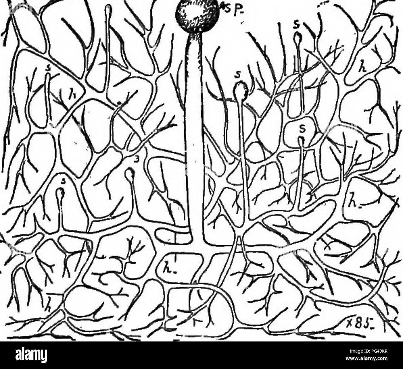 'The Elements of Botany' covers a comprehensive study of botany ...