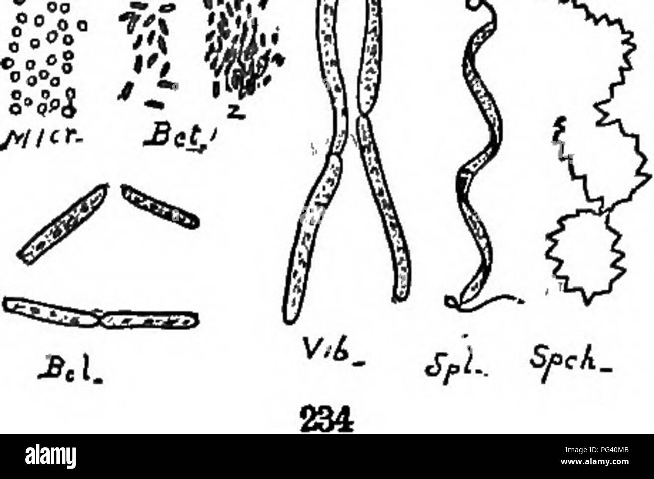 Swarm spore hi-res stock photography and images - Alamy