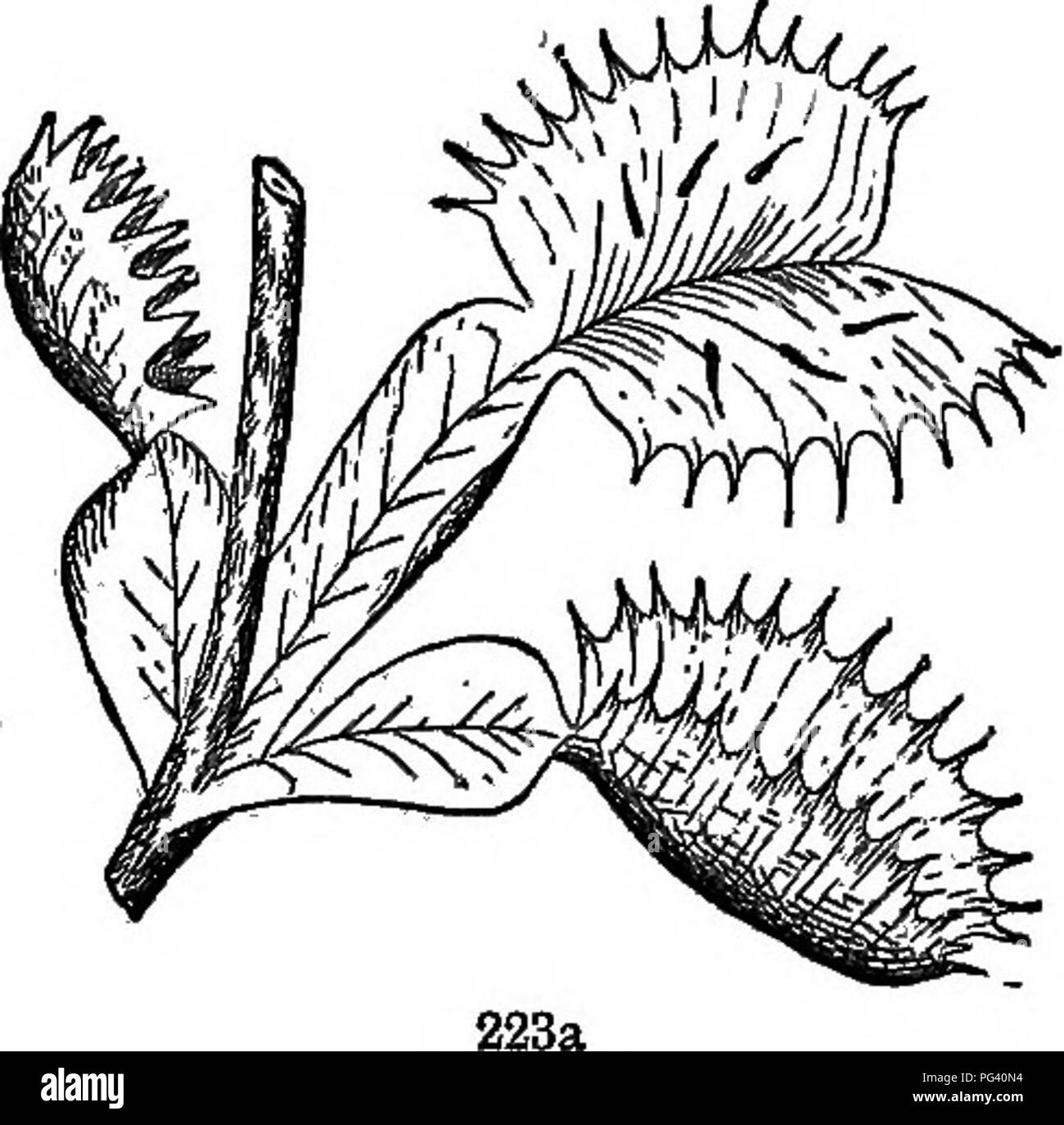 Sessile glands hi-res stock photography and images - Alamy