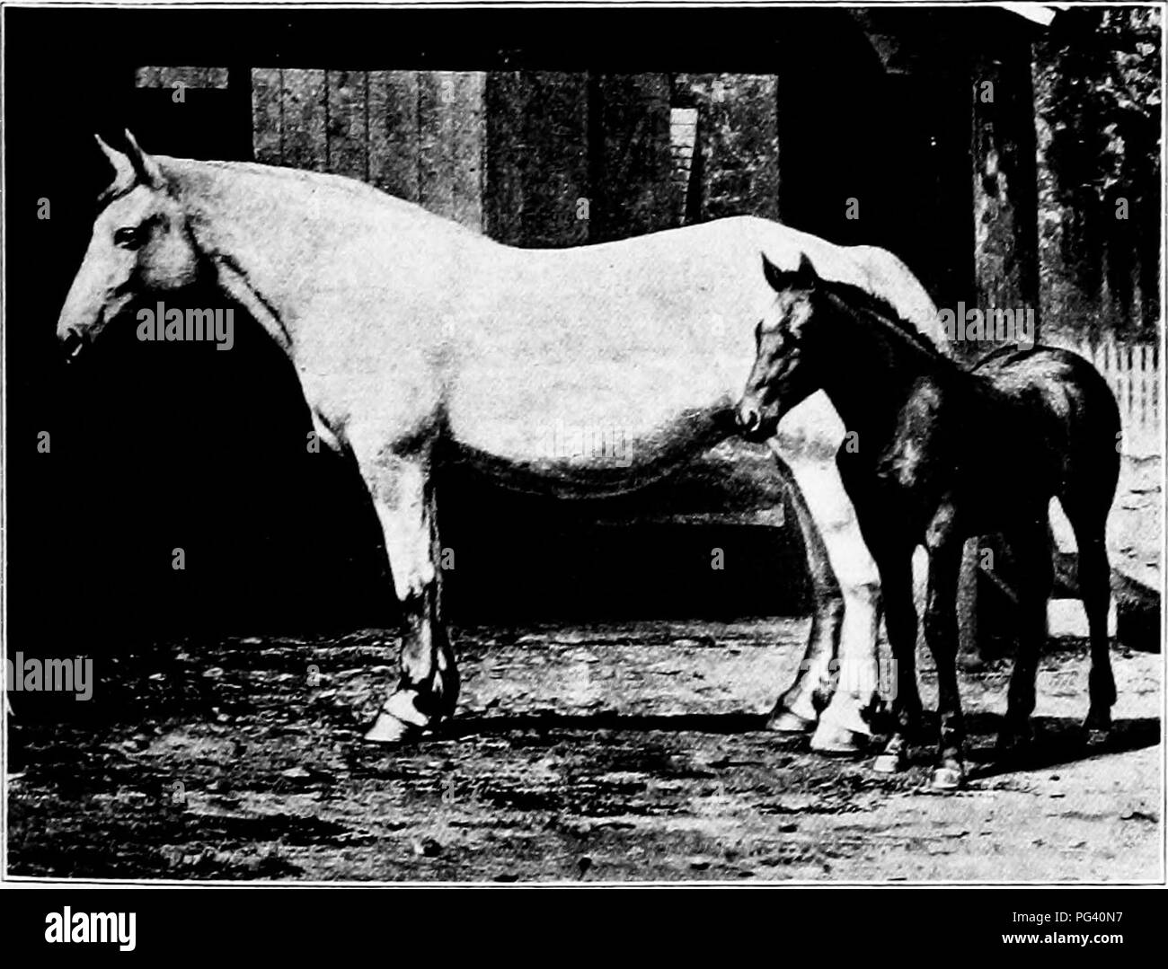 This history of the Percheron horse details the breed's origins and development as a heavy draft ...