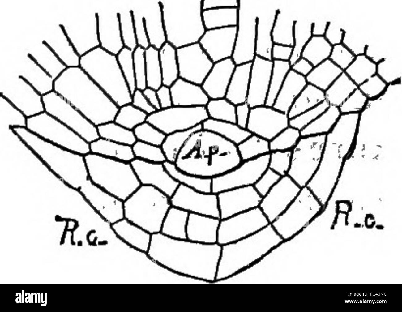 . The elements of botany embracing organography, histology, vegetable ...