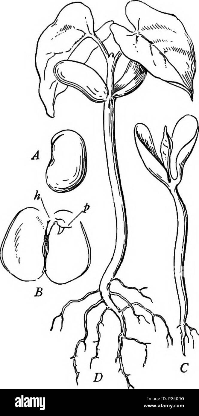 Corn embryo hi-res stock photography and images - Alamy
