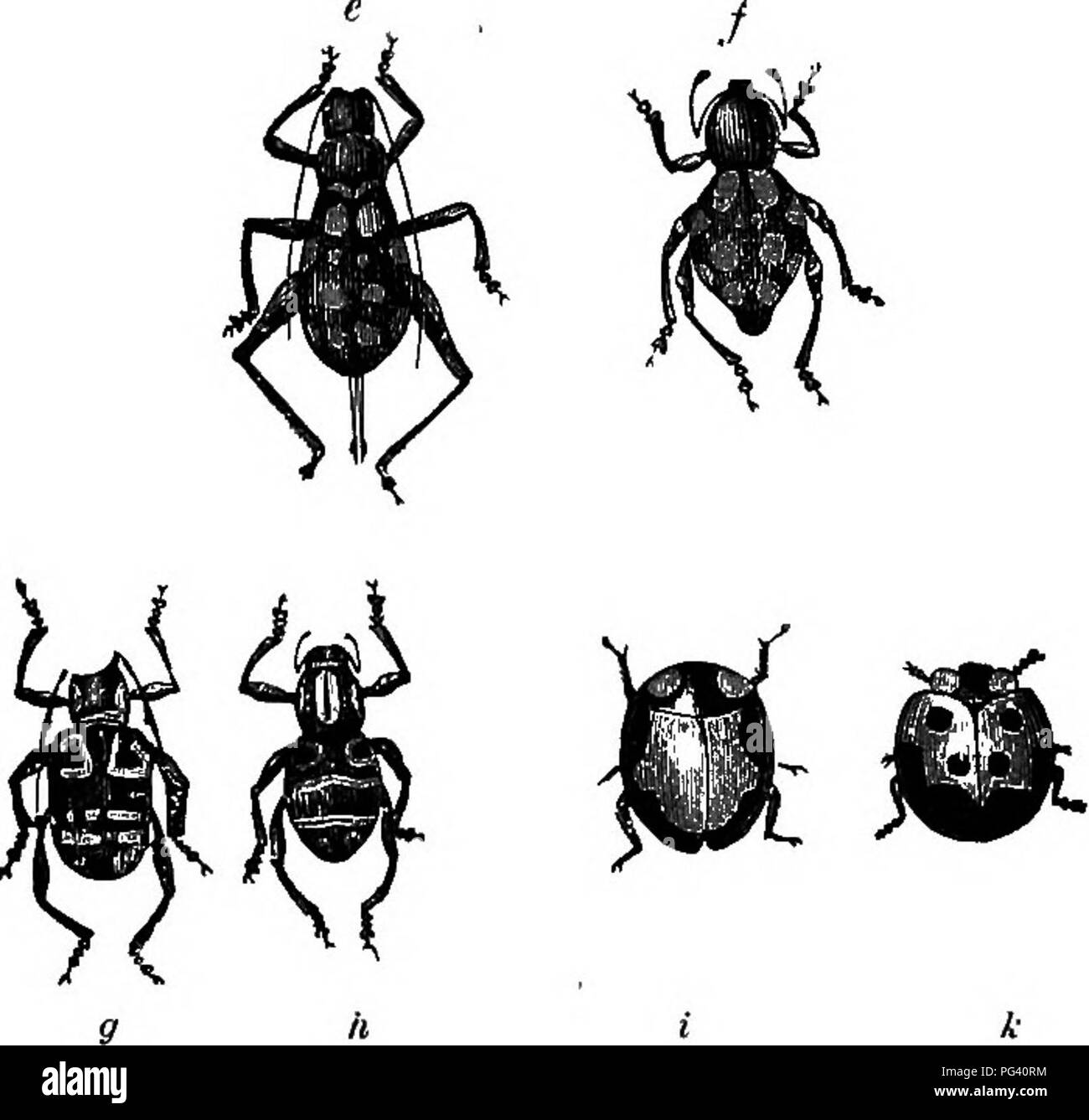 This work explores the ecology and mimicry behaviors of various animal ...