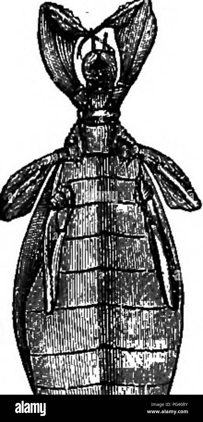 This work explores animal behavior and adaptation, with examples of ...