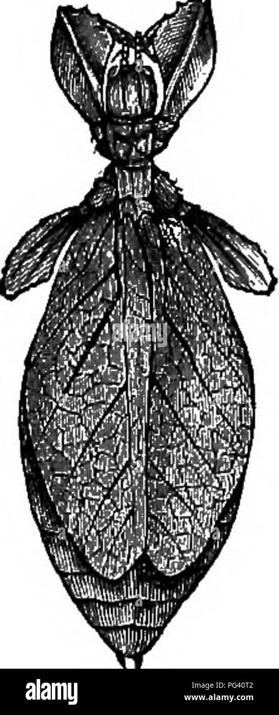 Mimicry in animals Black and White Stock Photos & Images - Alamy