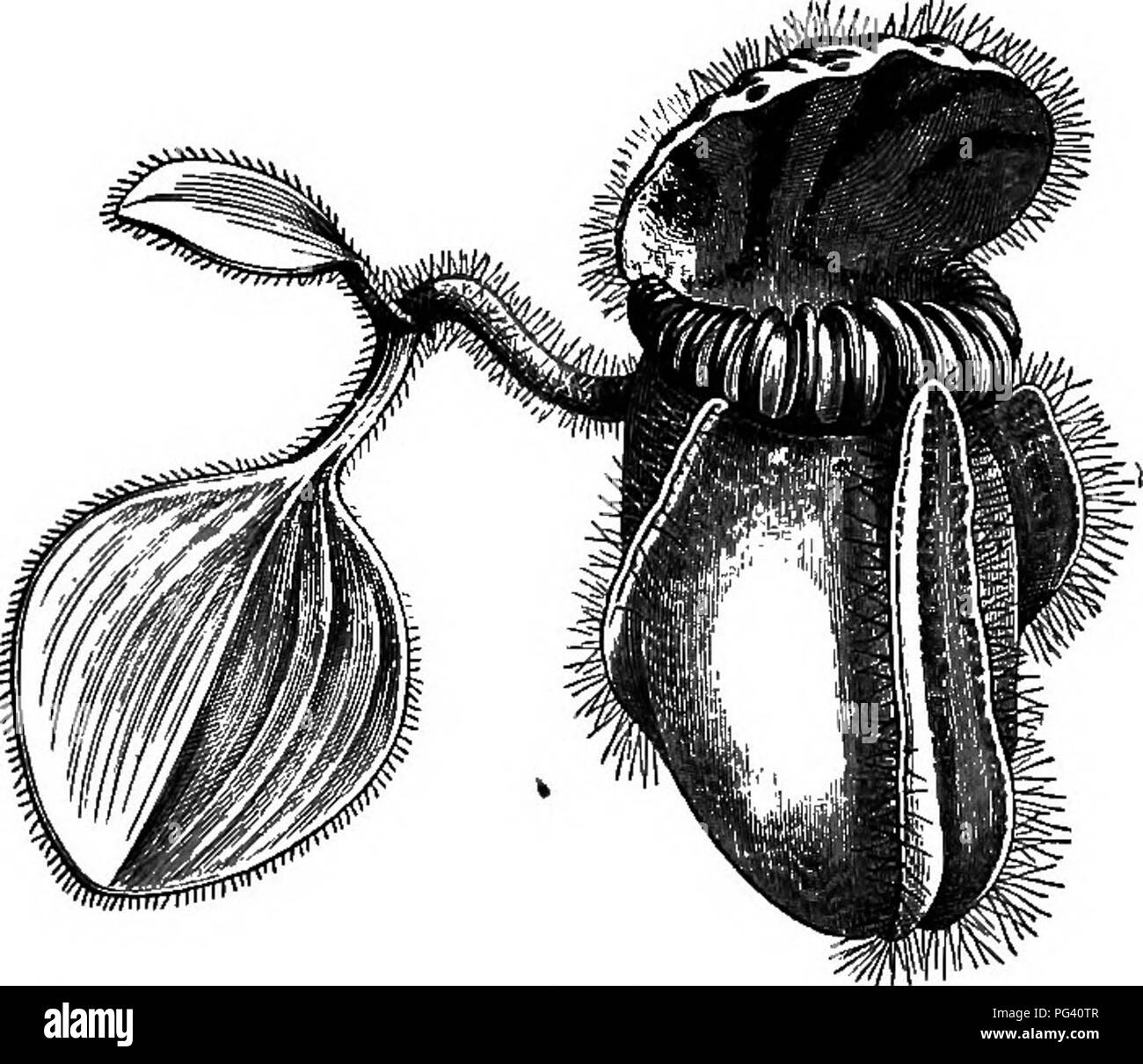 Australian pitcher plant Black and White Stock Photos & Images - Alamy