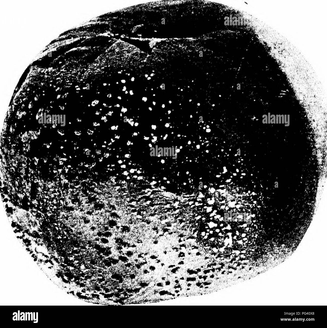 Watery soft rot hi-res stock photography and images - Alamy