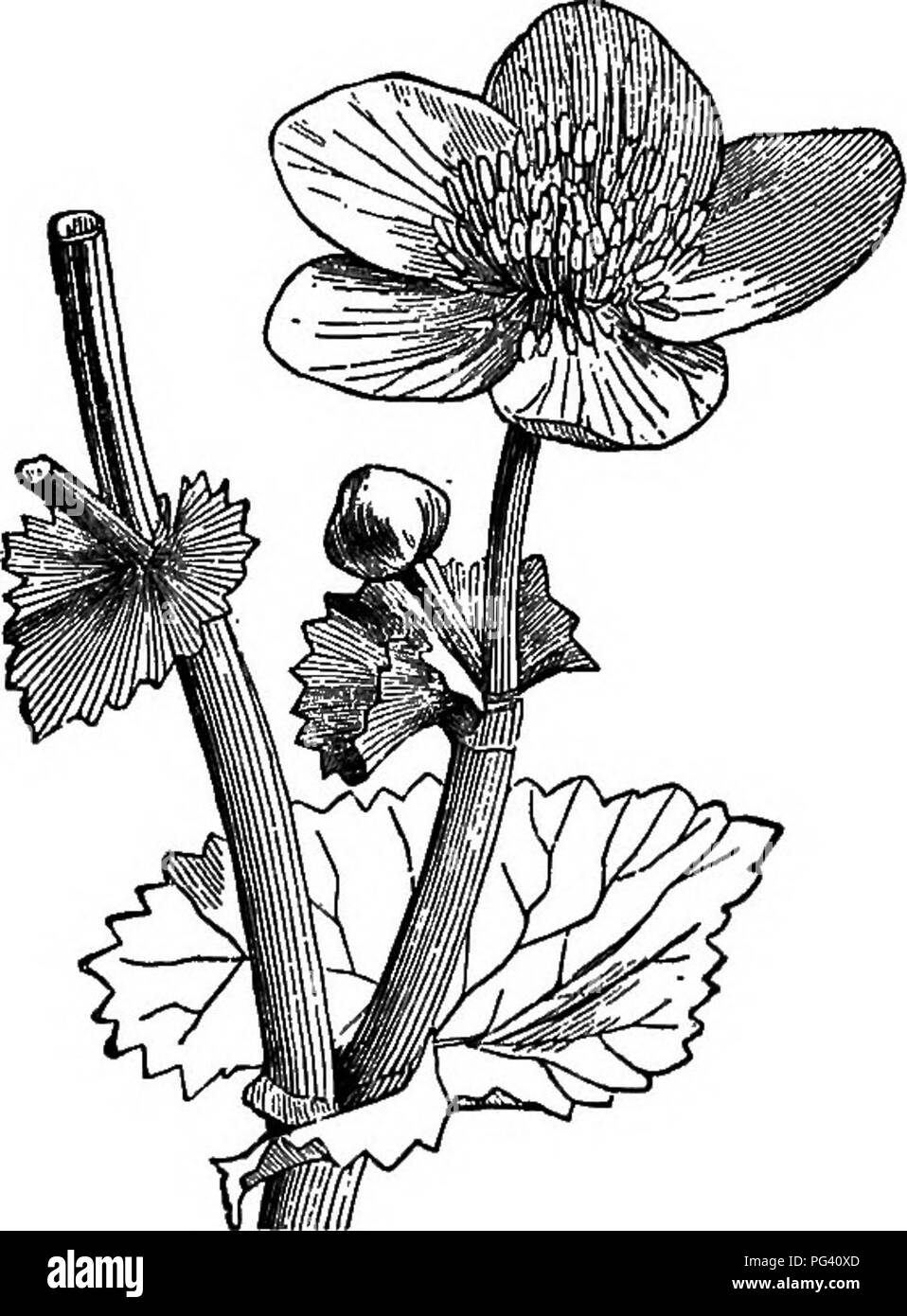 Structure of the flower perianth Black and White Stock Photos & Images ...