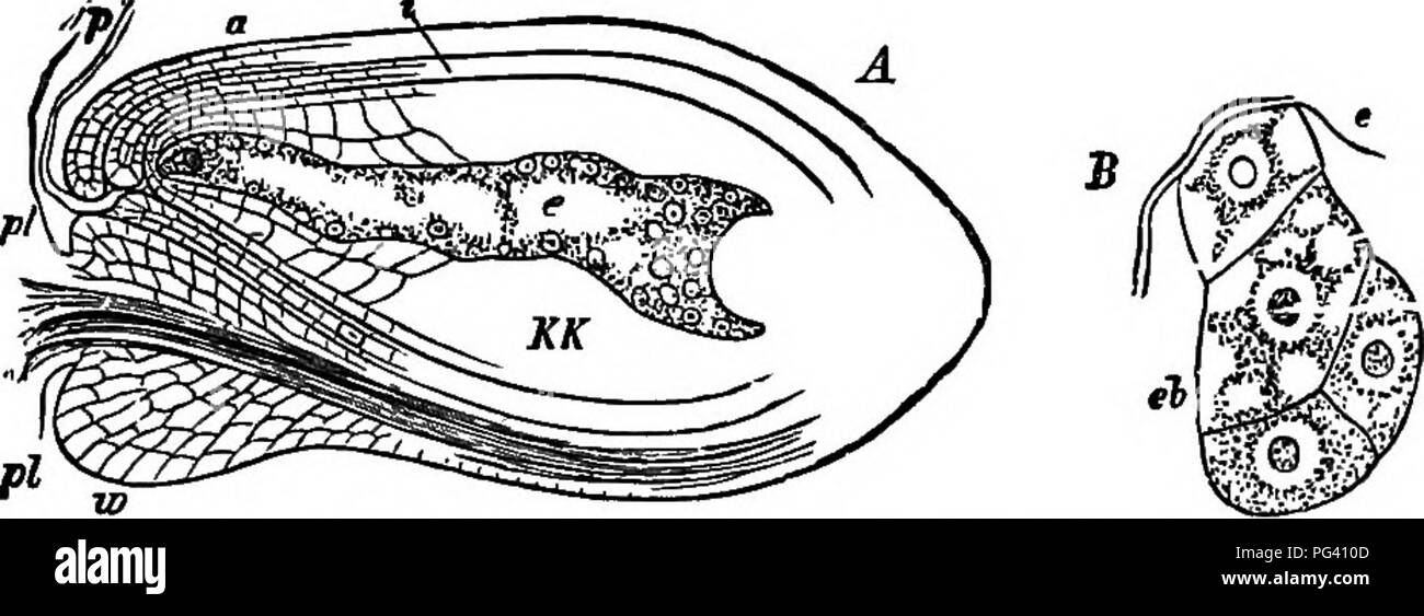 . The essentials of botany. Botany. FiG. 180.—Diagrammatic longitudinal ...