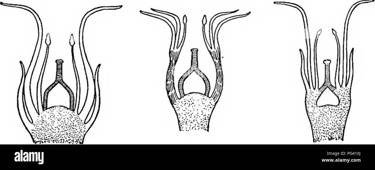 This textbook provides an elementary overview of plant life and uses ...