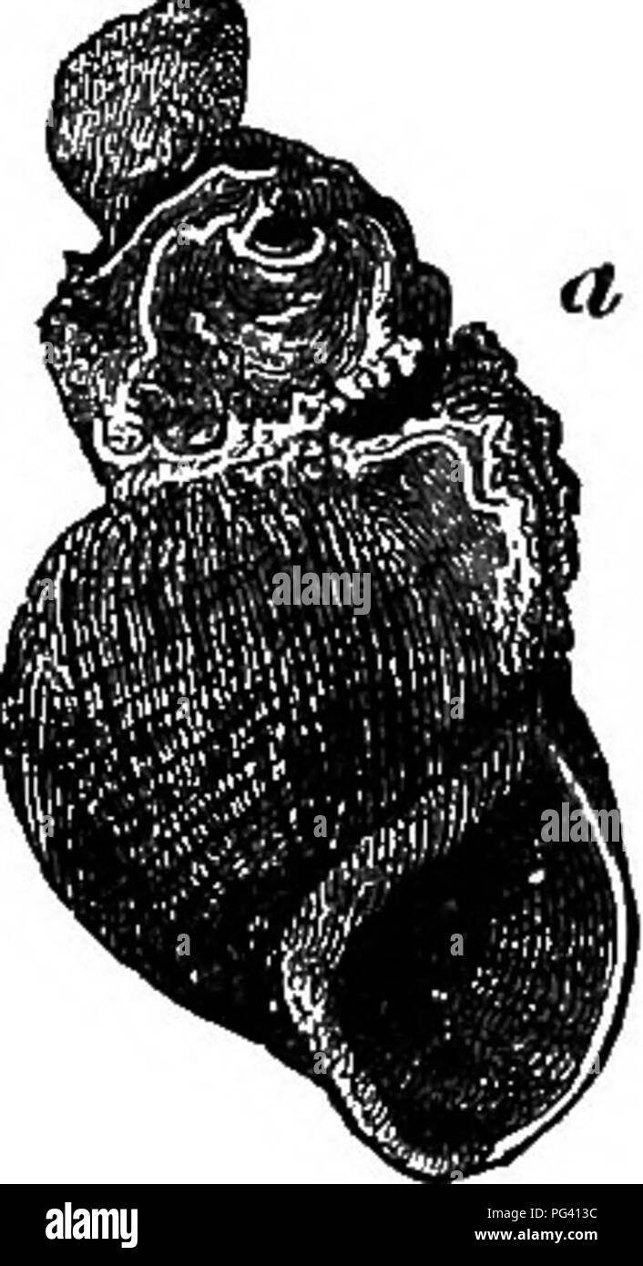 Calcareous layers Black and White Stock Photos & Images - Alamy