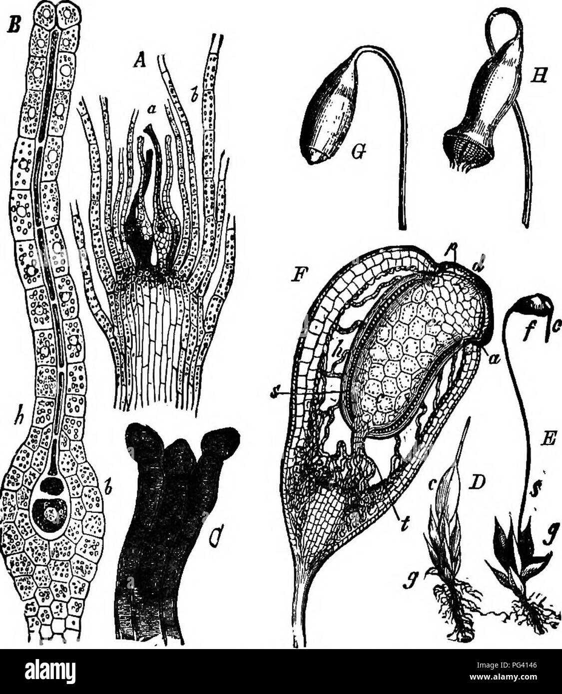 Elongated reproductive structure hi-res stock photography and images ...