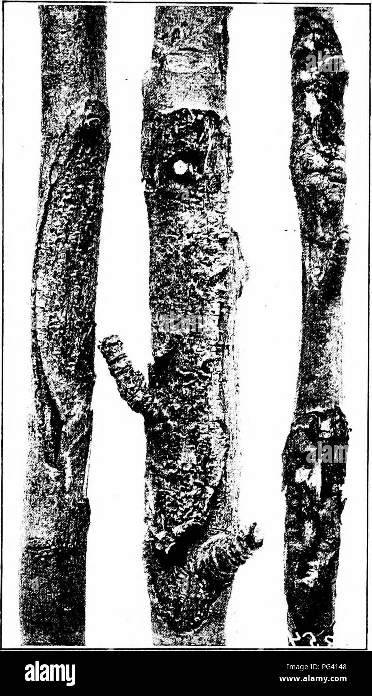 This manual focuses on common fruit diseases, such as apple canker ...
