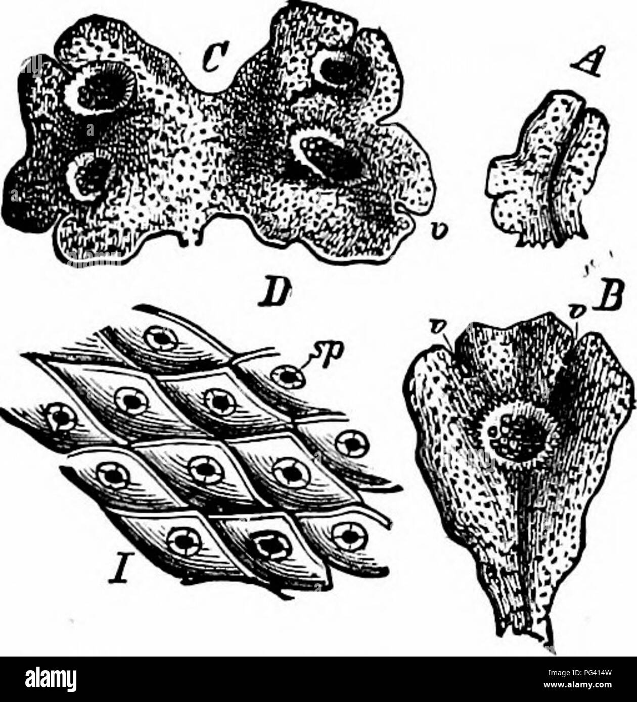 Rhizoids hi-res stock photography and images - Alamy
