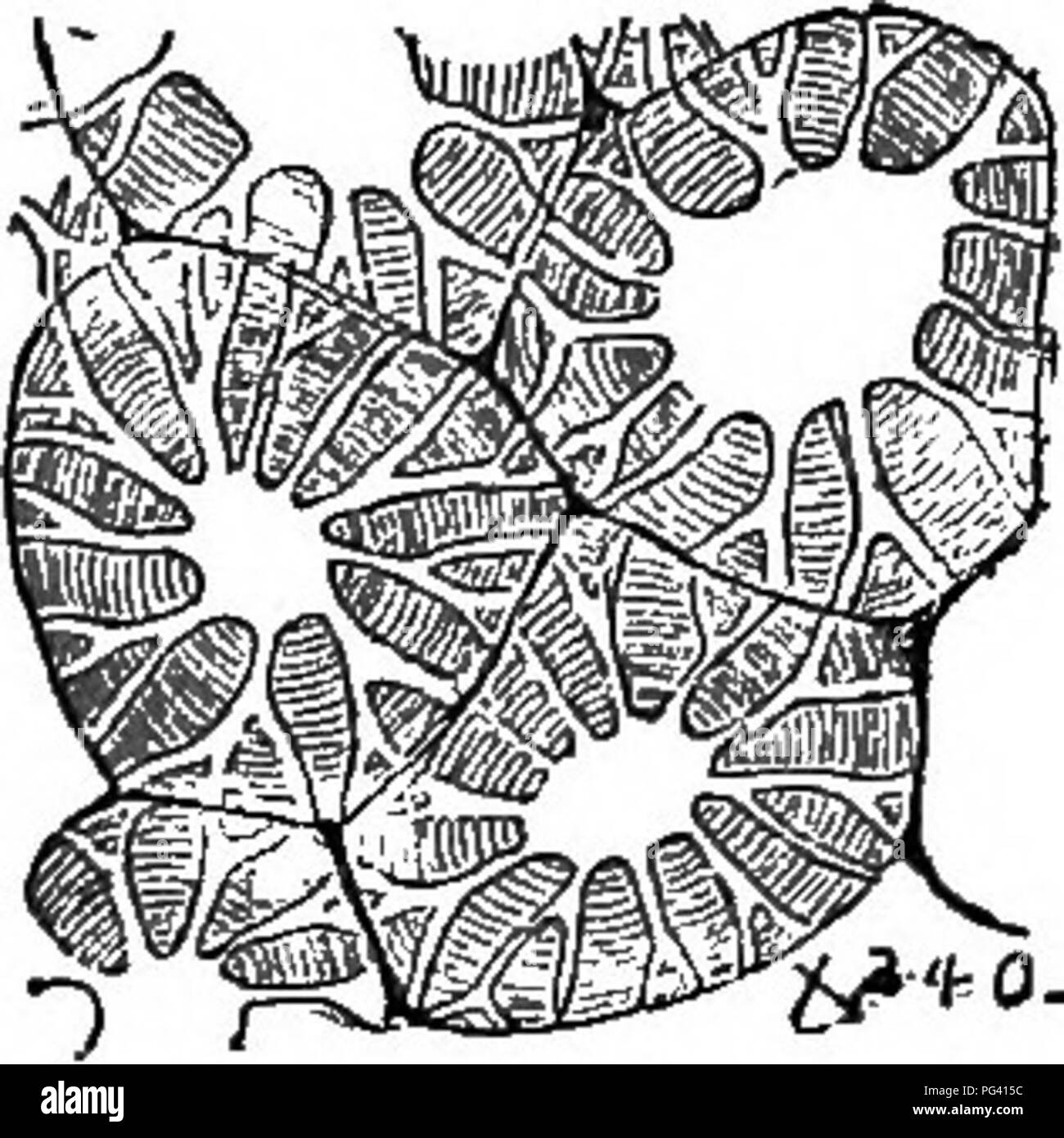 This botanical reference provides an overview of botany, focusing on ...