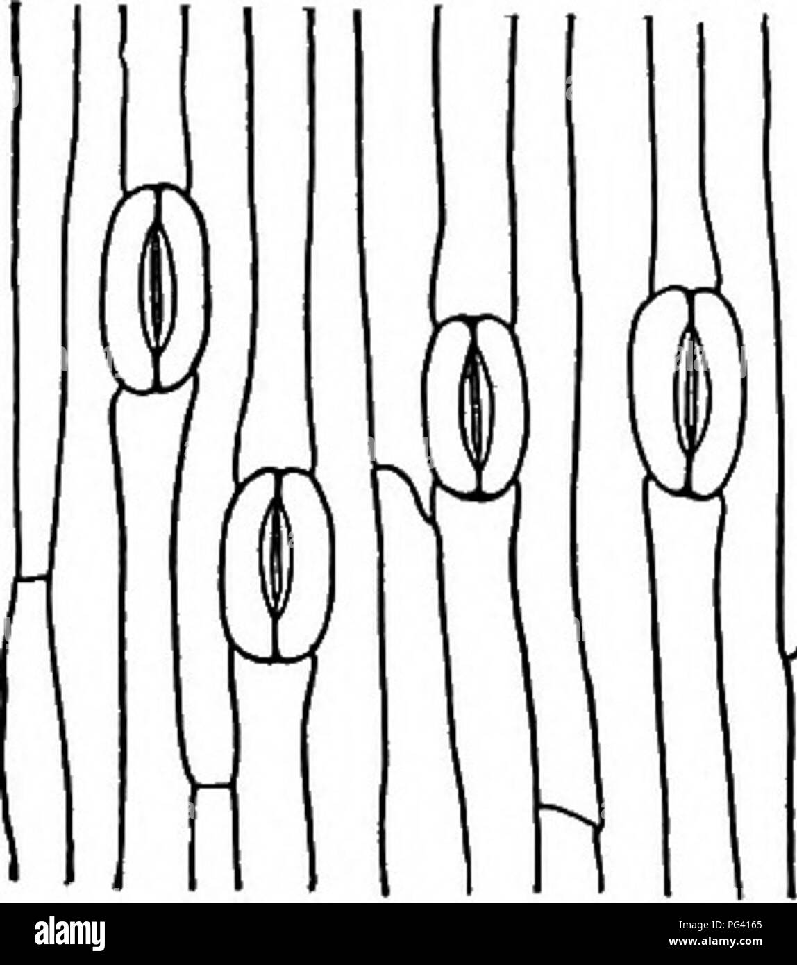 This textbook covers the structure and uses of plants, focusing on ...