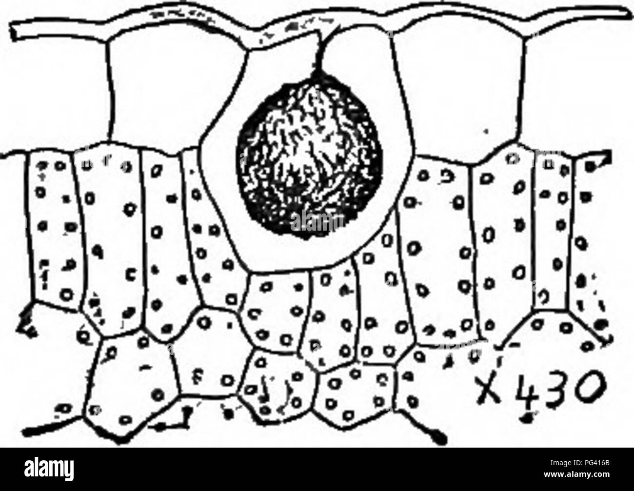 Cystoliths hi-res stock photography and images - Alamy