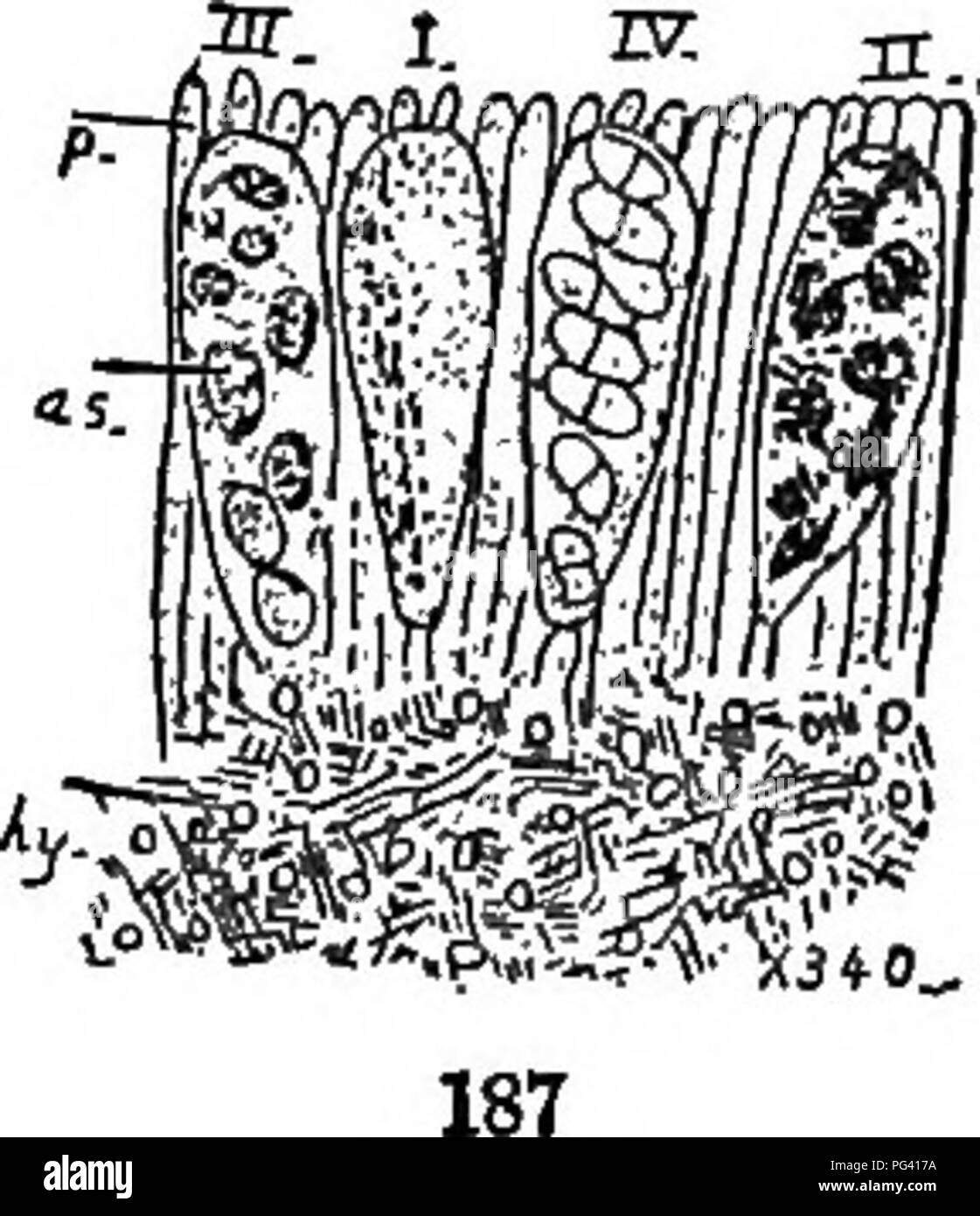 Spore forming Black and White Stock Photos & Images - Alamy