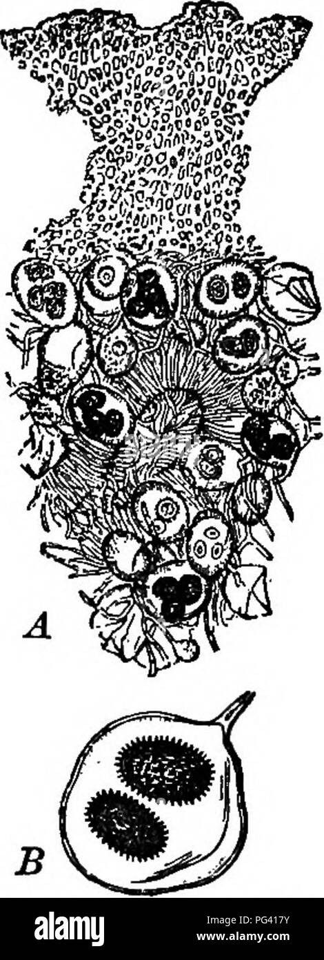 This botanical textbook covers fundamental principles of botany ...