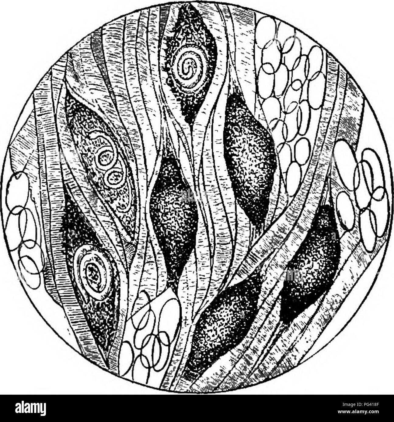 This image from 'Elements of Applied Microscopy' depicts a microscope ...