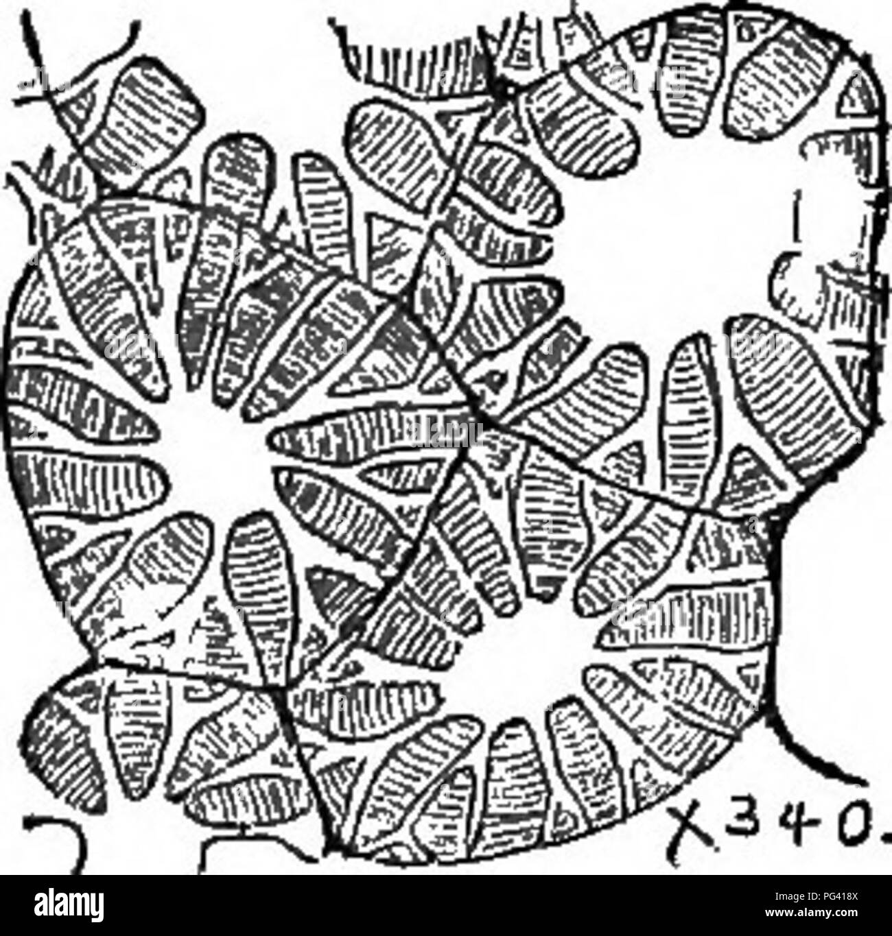 . The elements of botany embracing organography, histology, vegetable ...
