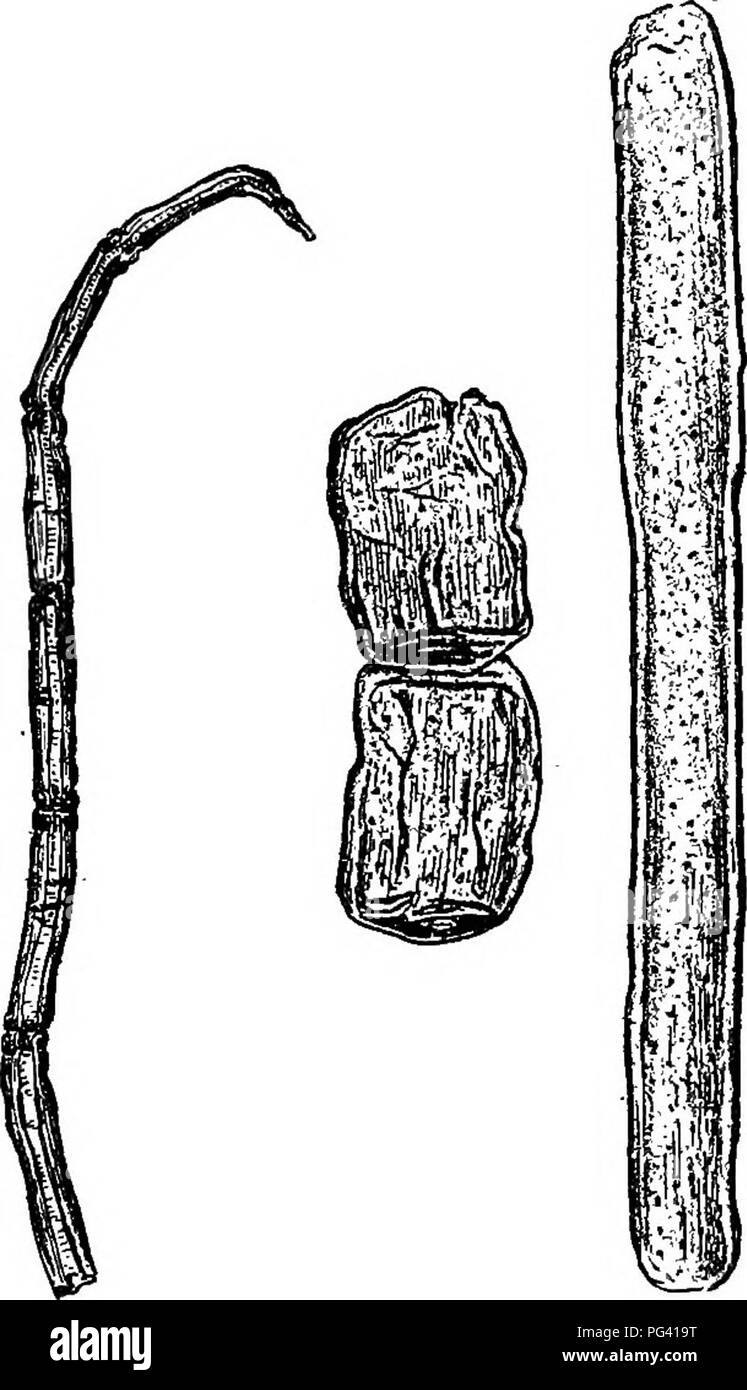 This textbook introduces the basics of applied microscopy, with an ...