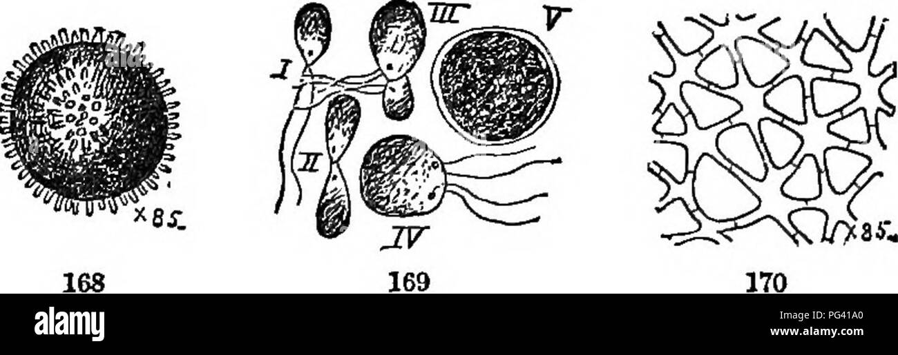Stellate cells hi-res stock photography and images - Alamy