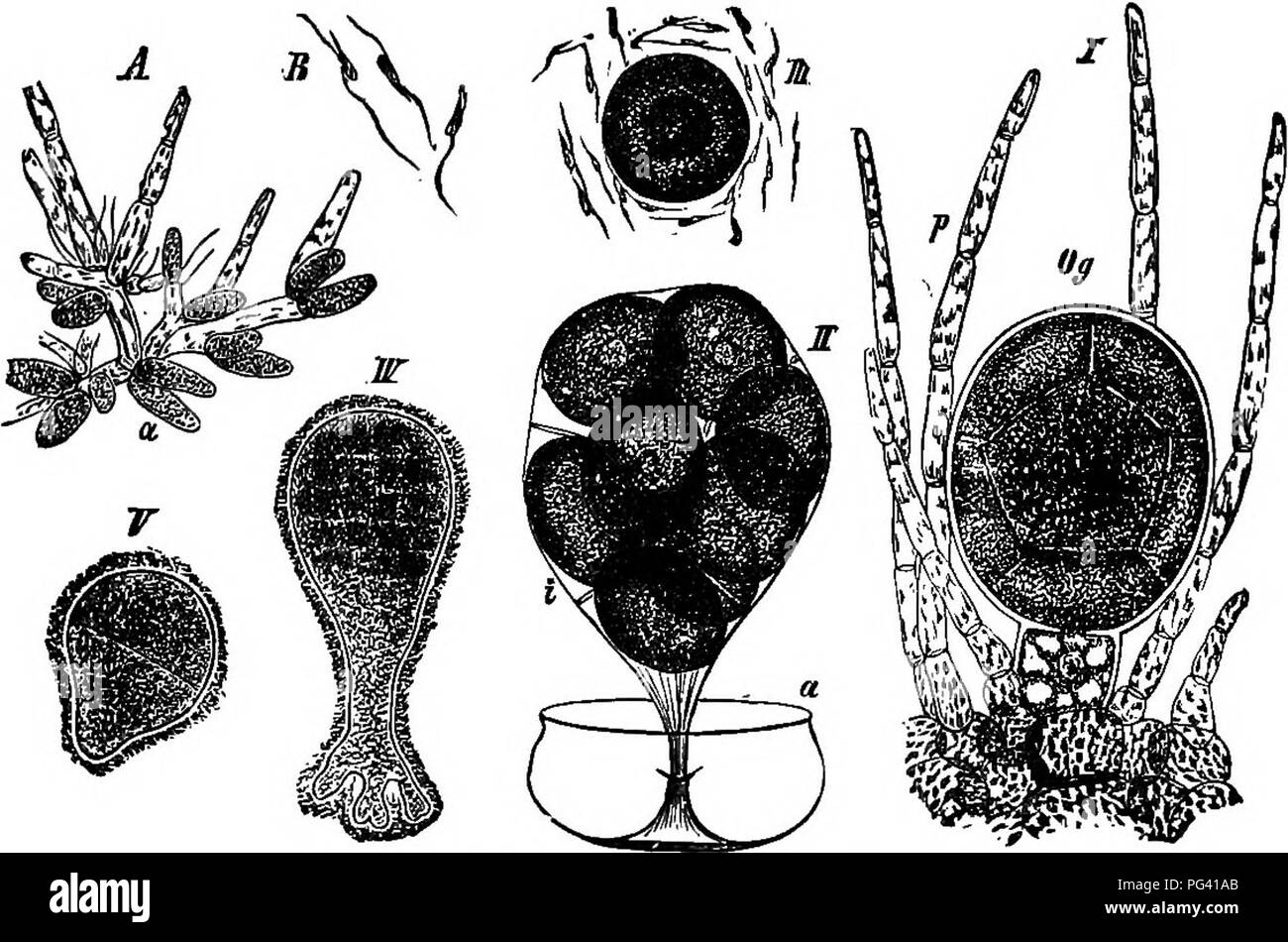 This image from 'The Essentials of Botany' shows the sexual organs of ...